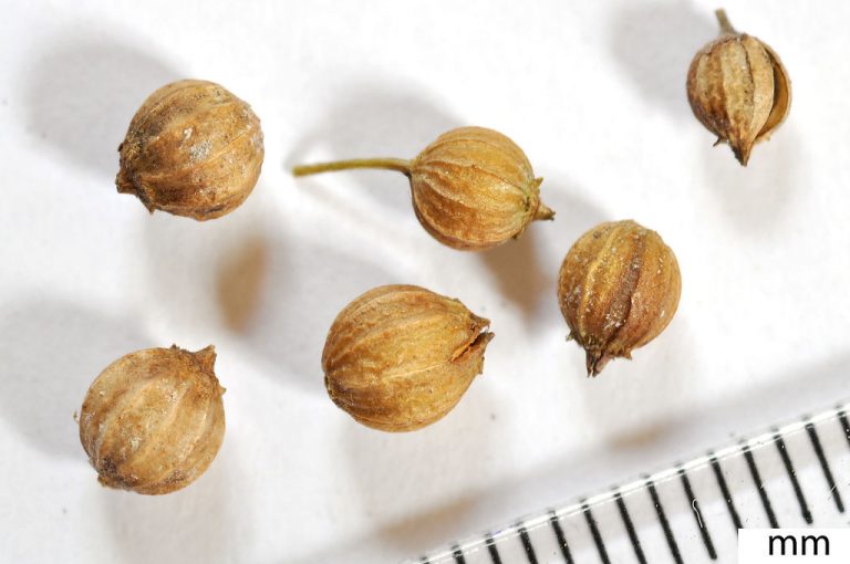 Botanicals in Gin: The most essential and common ingredients in gins