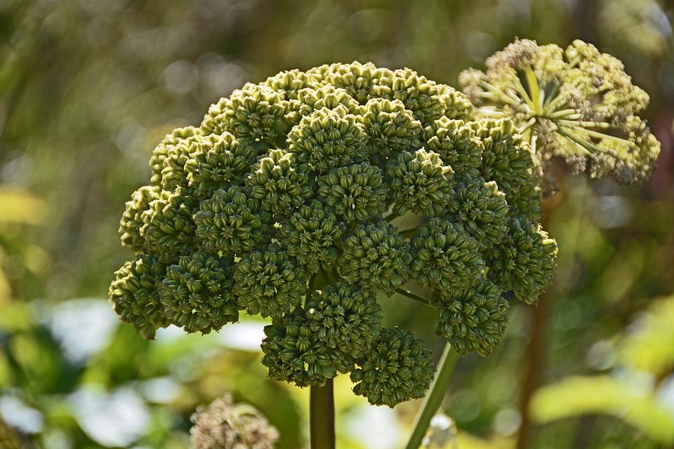Angelica is a botanical found in gin.