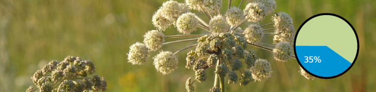 The Most Common Gin Botanicals | The GIN is IN